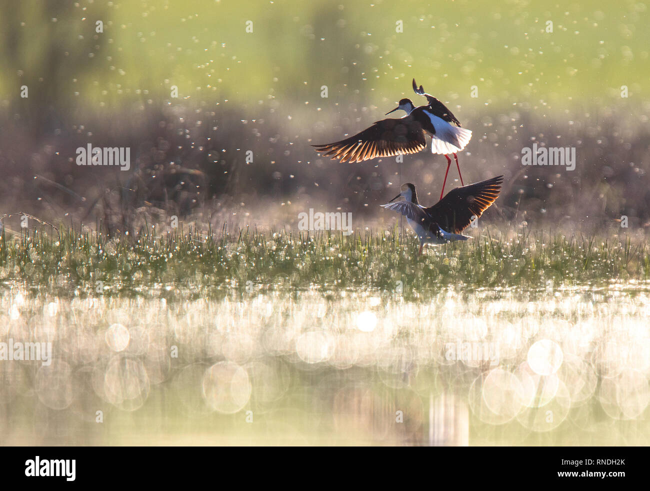 Wild birds playing between splashes near water in sunny weather in ...