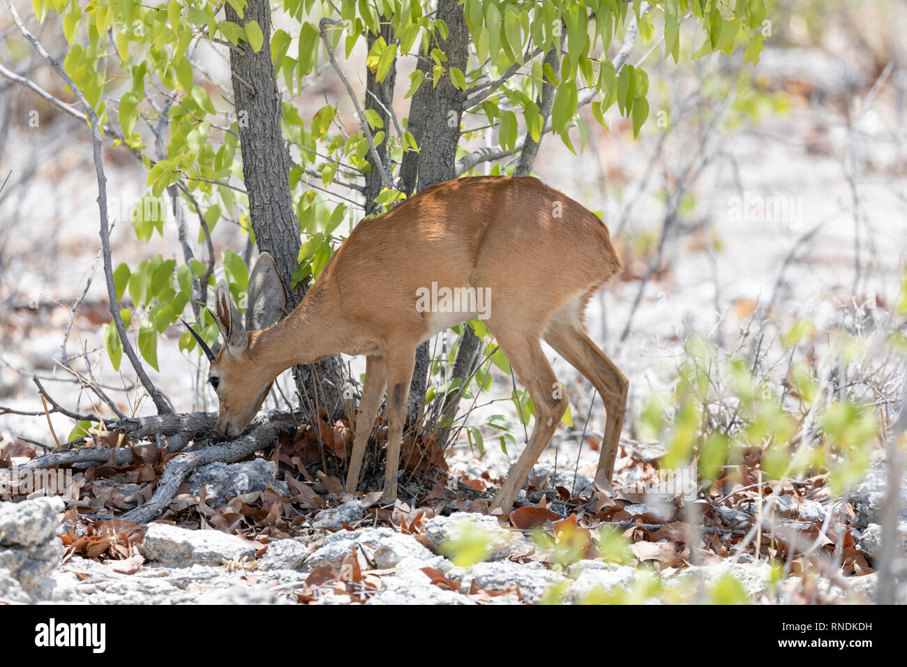 African steenbok hi-res stock photography and images - Alamy