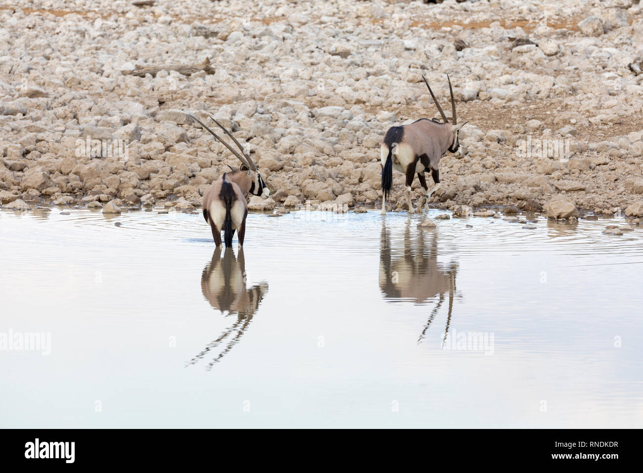 African gemsbok antelope drinking water hi-res stock photography and ...