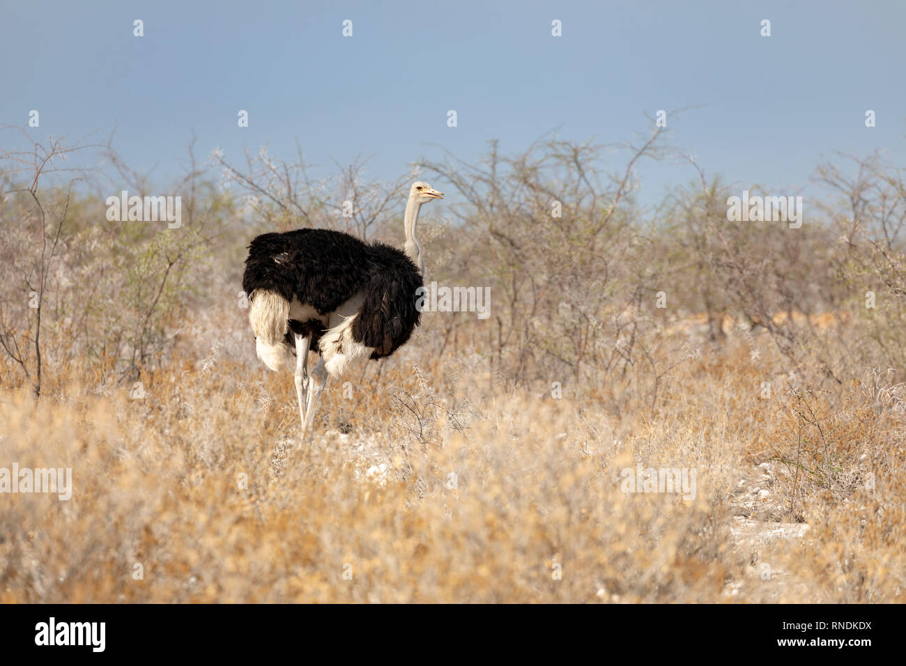 Common Ostrich (Struthio camelus) male Stock Photo - Alamy