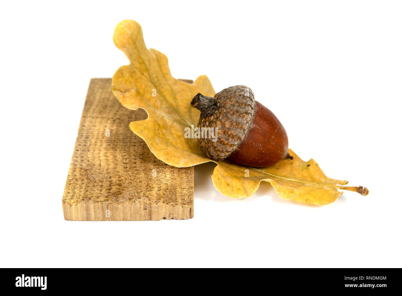 Dried acorn with oak leaf and piece of oak wood isolated on white Stock ...
