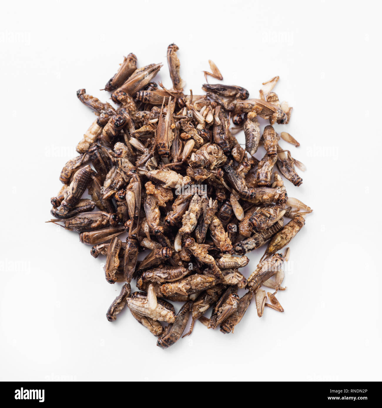 high angle view of a pile of fried crickets seasoned with onion and ...