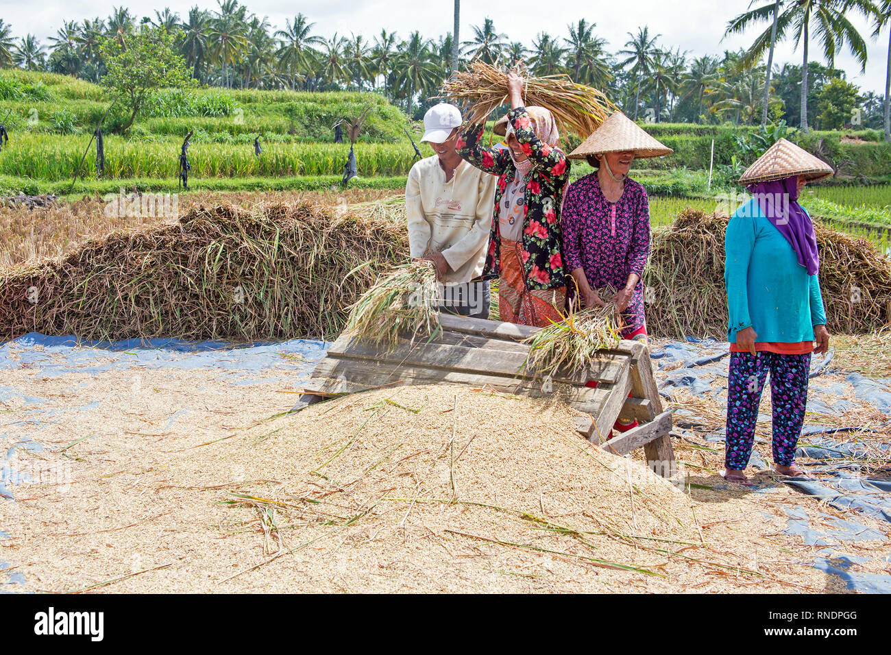 Rice fields china workers hi-res stock photography and images - Alamy