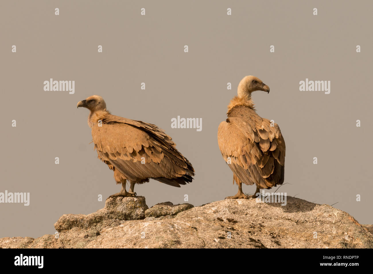Head portrait two eurasian hi-res stock photography and images - Alamy