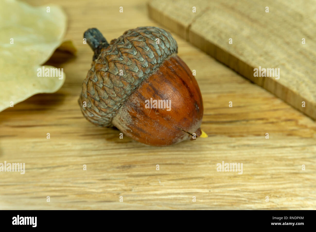 Dried acorn with oak leaf and piece of oak wood on the surface of a ...