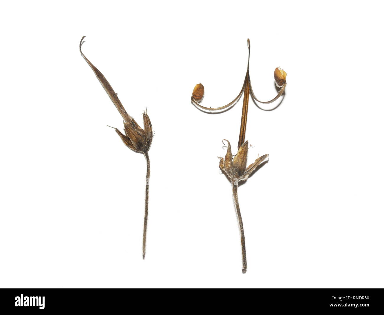 Seeds from cranesbill plant on white background Stock Photo - Alamy