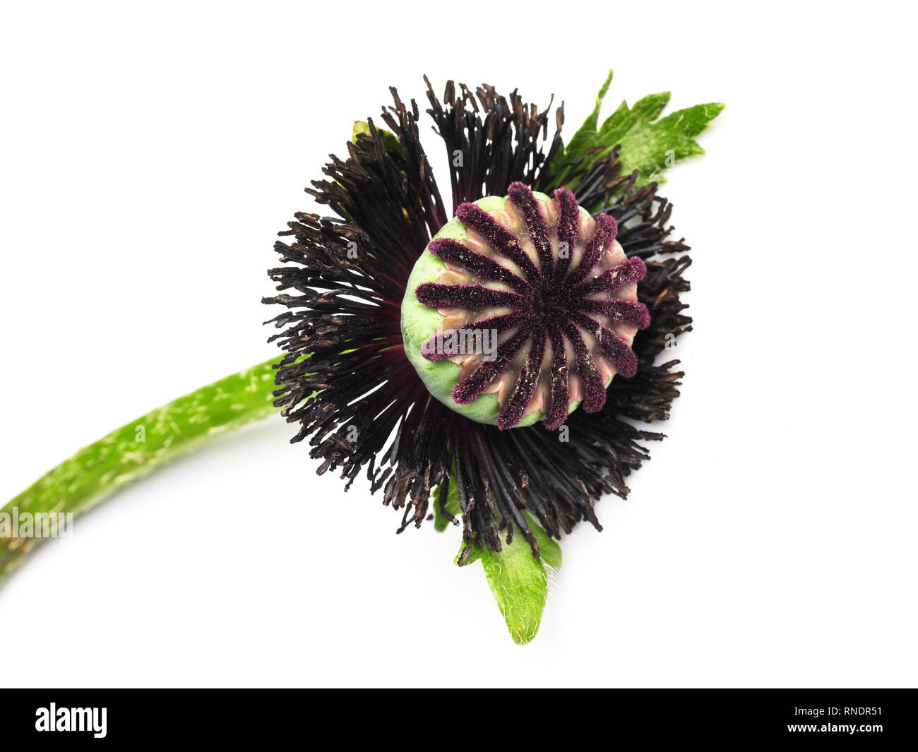 Faded poppy hi-res stock photography and images - Alamy