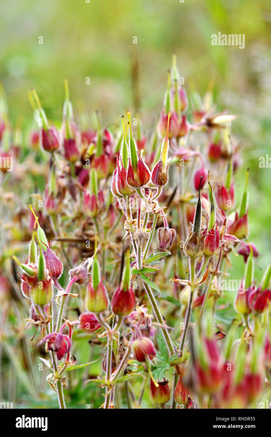 Wild cranesbill hi-res stock photography and images - Alamy