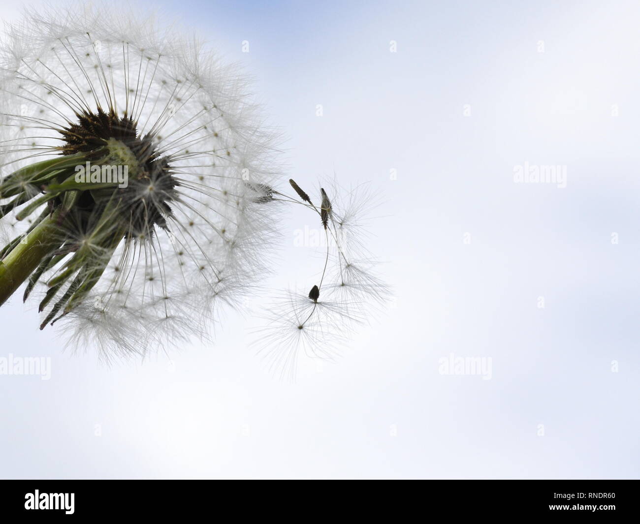 Dandelion seed flying in the air Stock Photo - Alamy