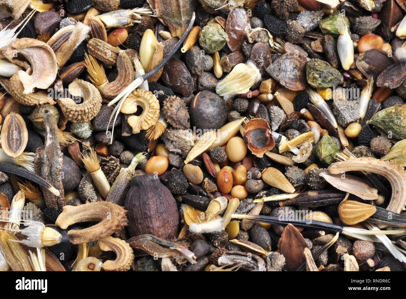 Seed collection hi-res stock photography and images - Alamy