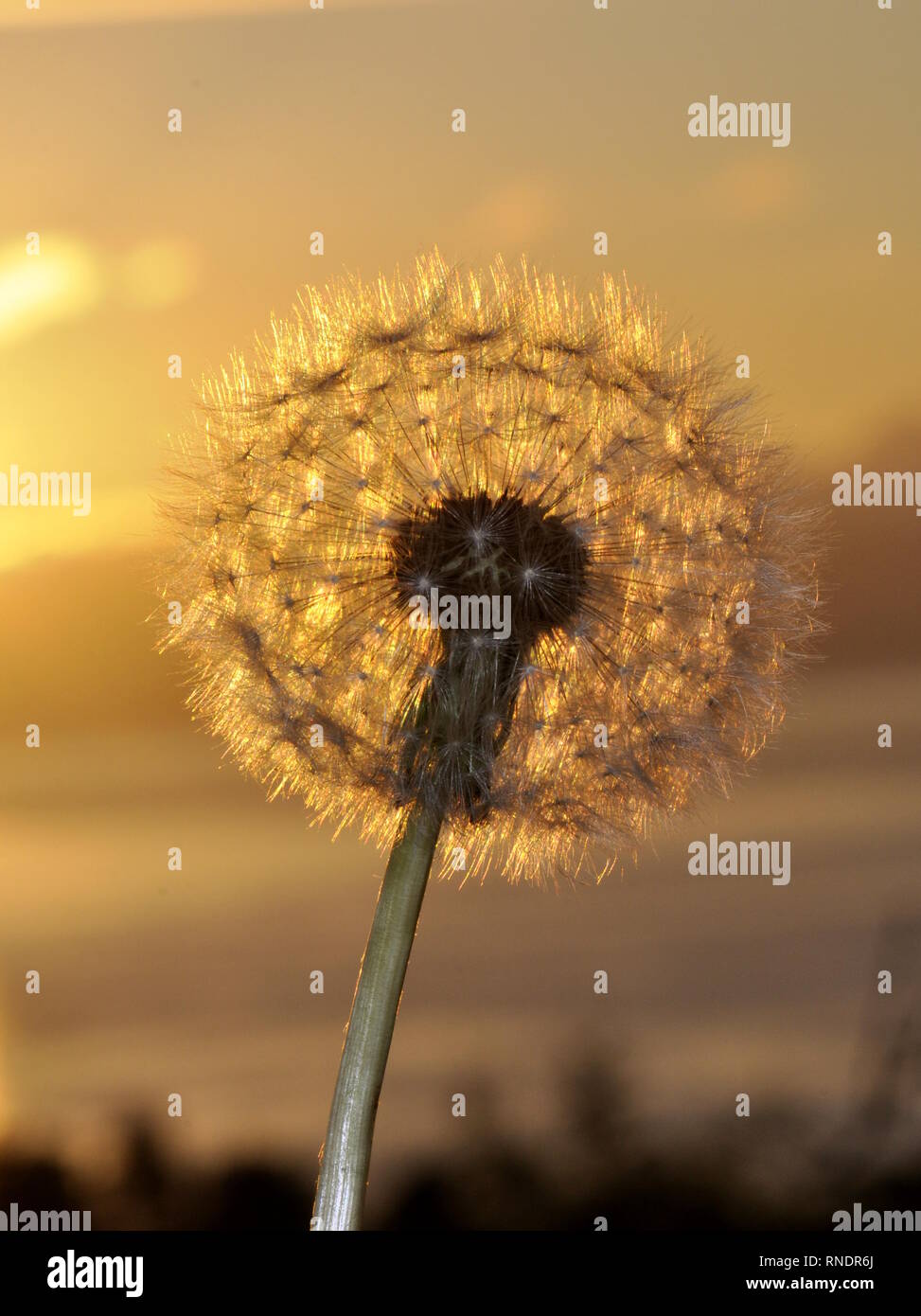 Dandelion seed ball against sunset sky Stock Photo - Alamy