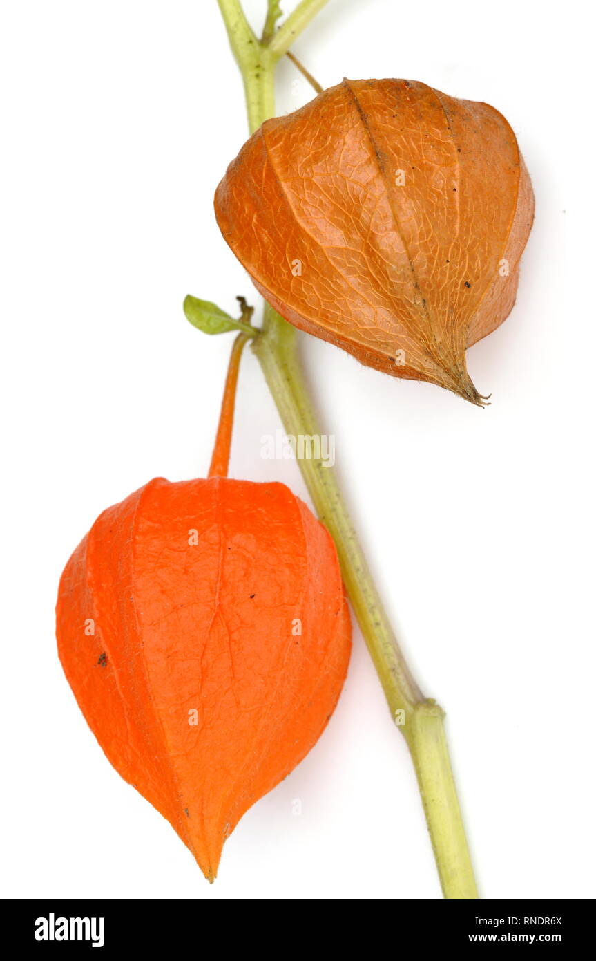 Oranges From Seed