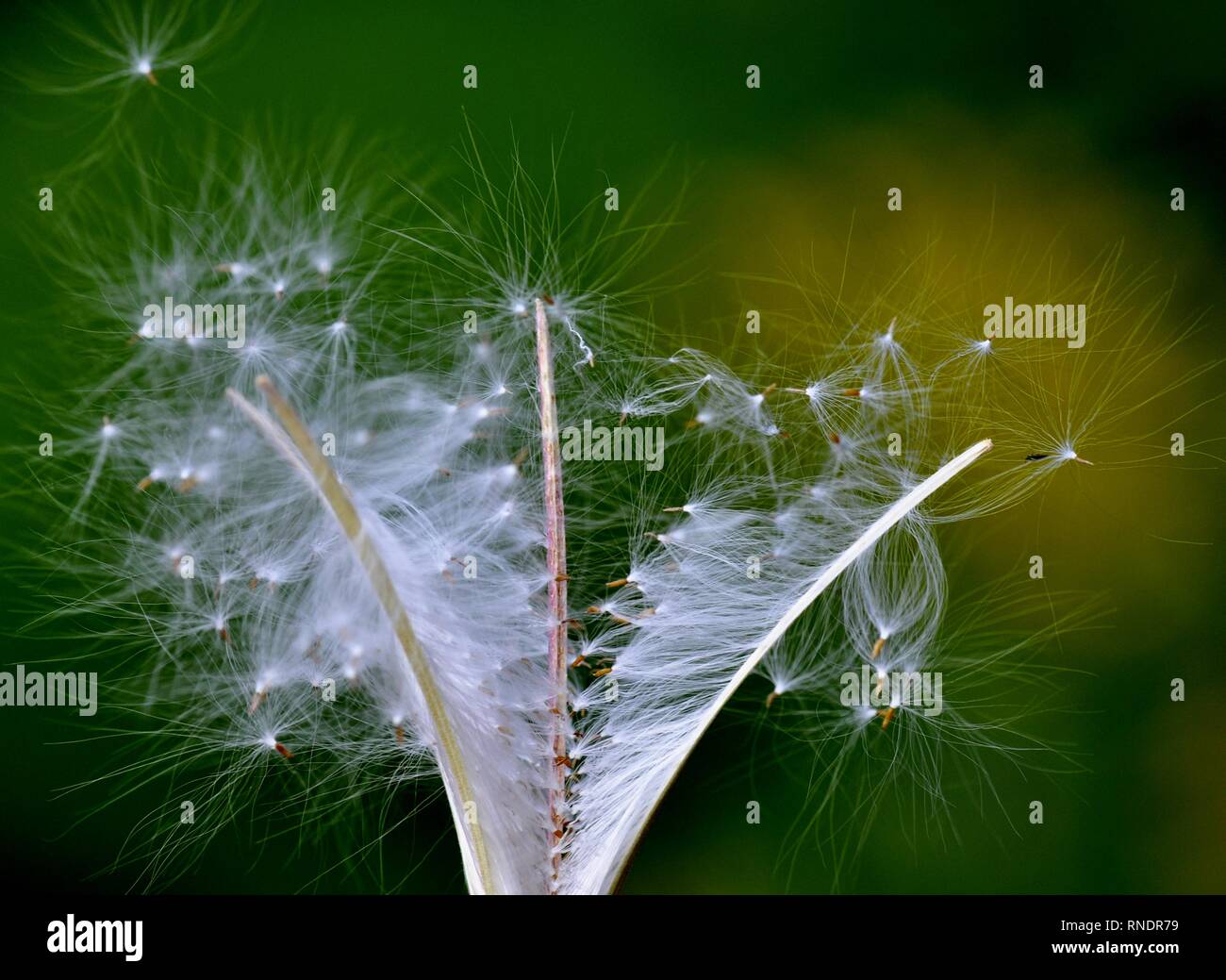 Fireweed angustifolium seed hi-res stock photography and images - Alamy