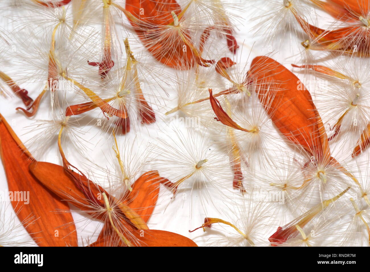 Gerbera daisy detail hi-res stock photography and images - Alamy
