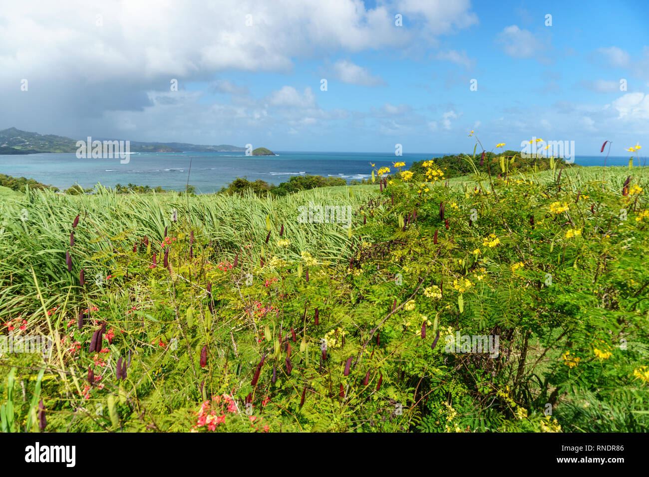 Tartane High Resolution Stock Photography and Images - Alamy