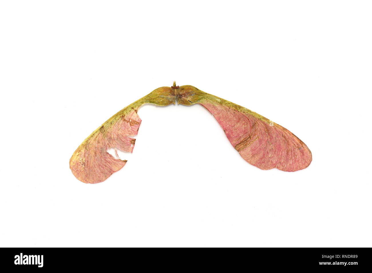 Maple tree reproduction hi-res stock photography and images - Alamy