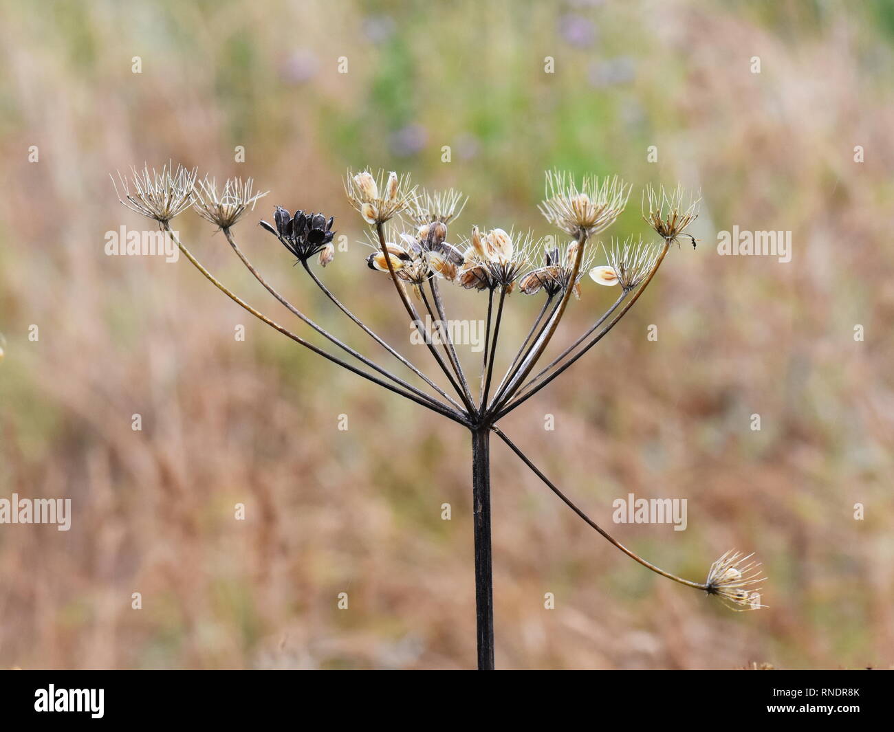 Hogweed plant hi-res stock photography and images - Alamy