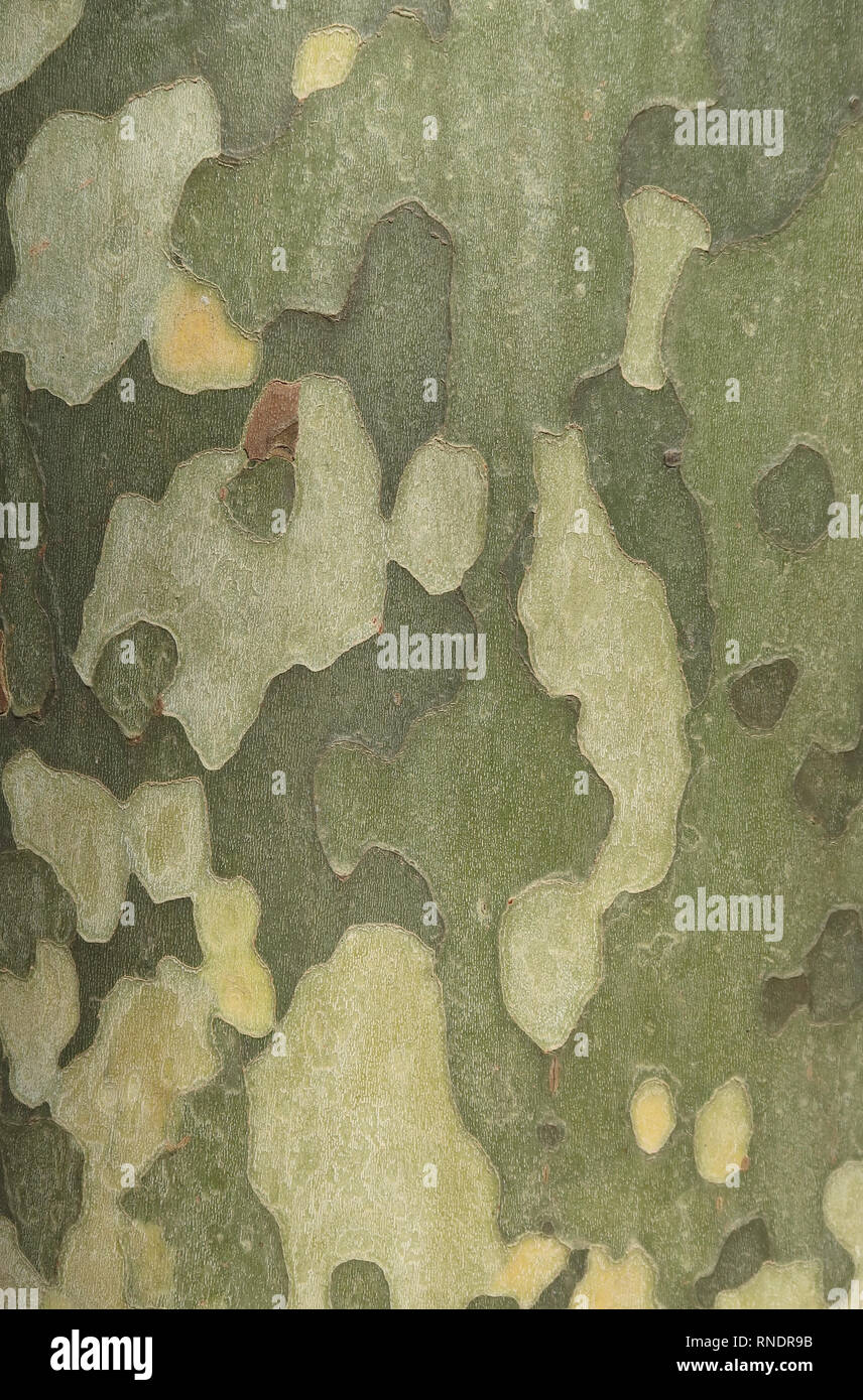 Bark of the sycamore tree Stock Photo - Alamy