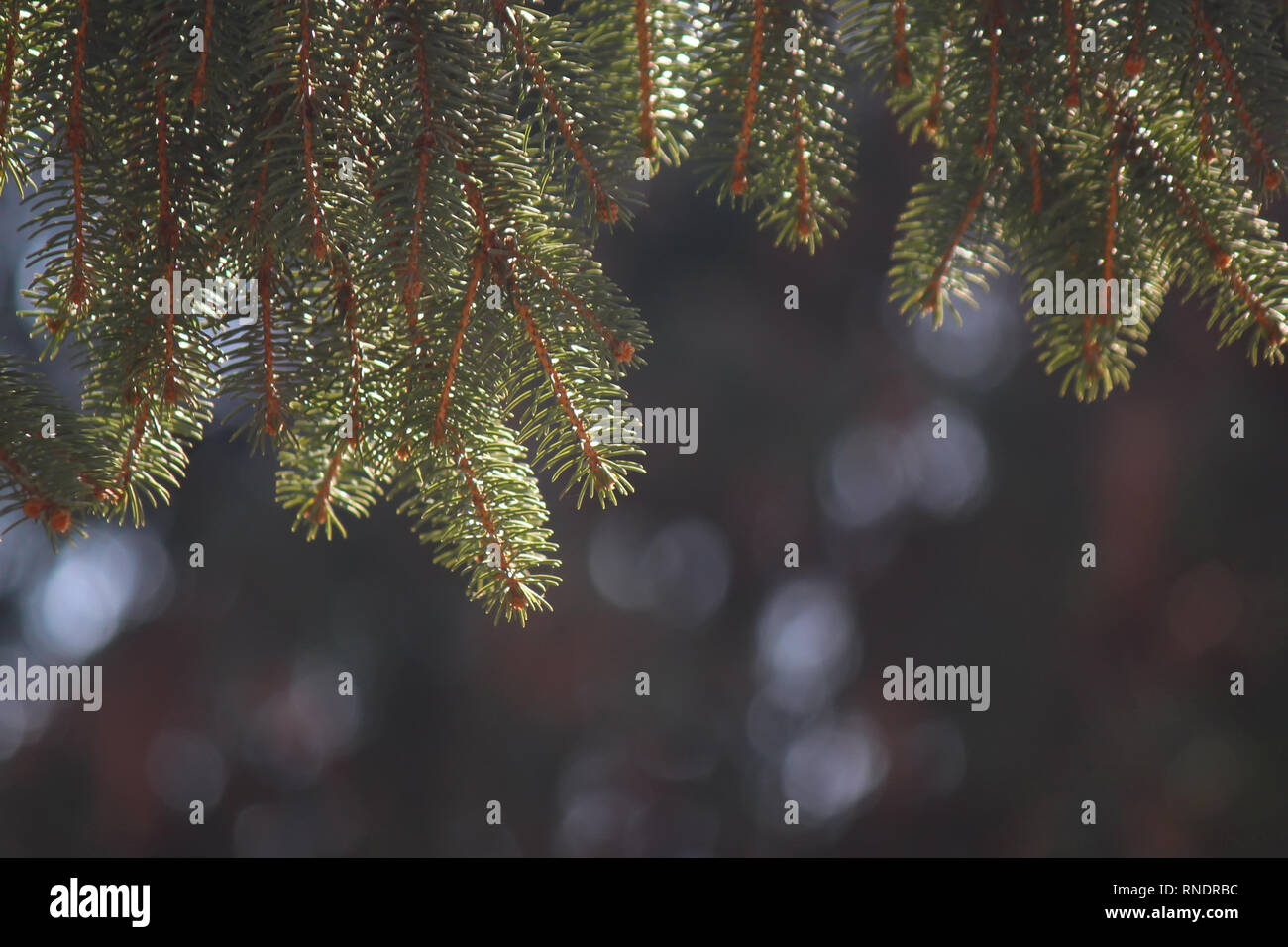 Backlit tree needles hi-res stock photography and images - Alamy