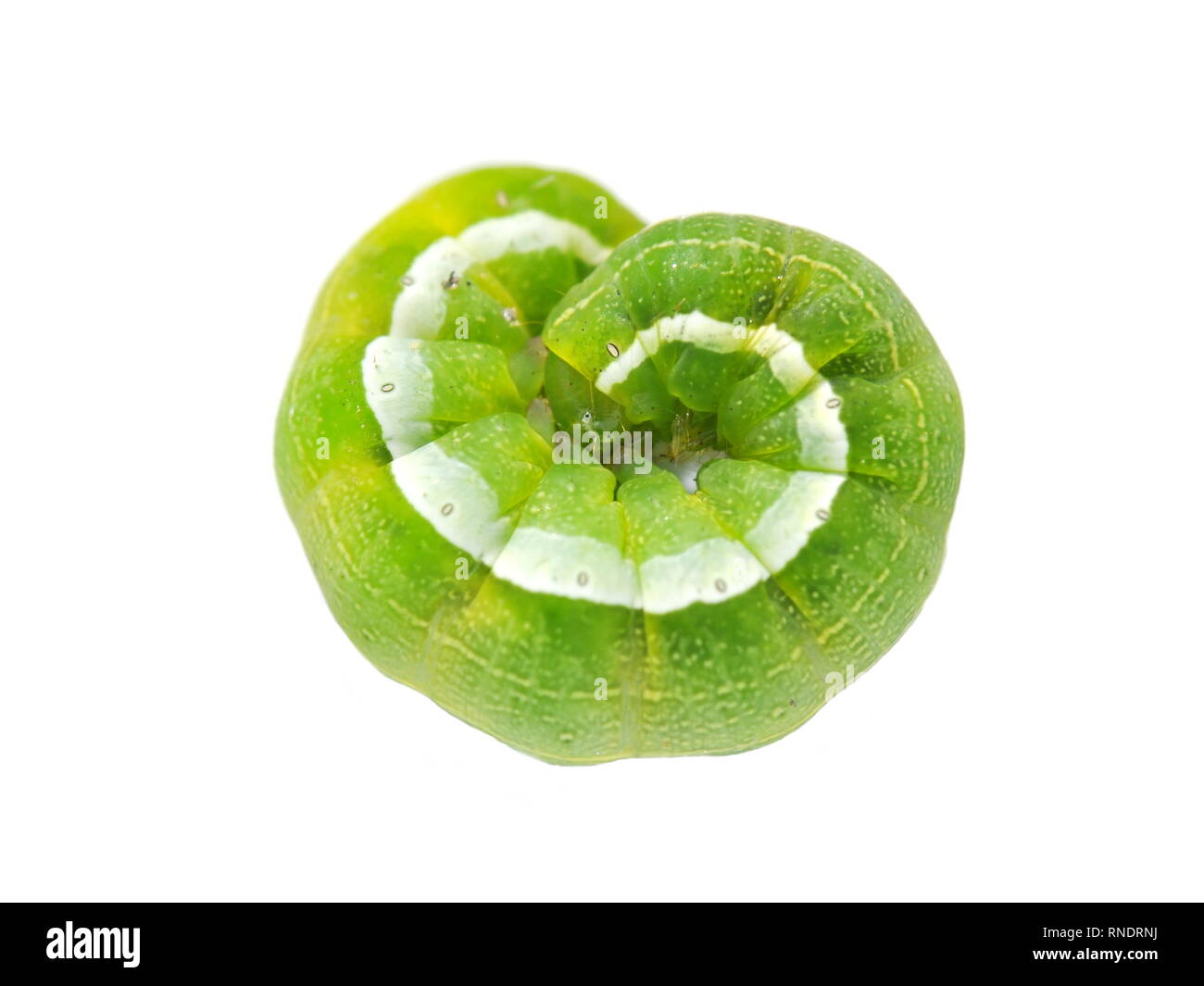 Curled worm hi-res stock photography and images - Alamy