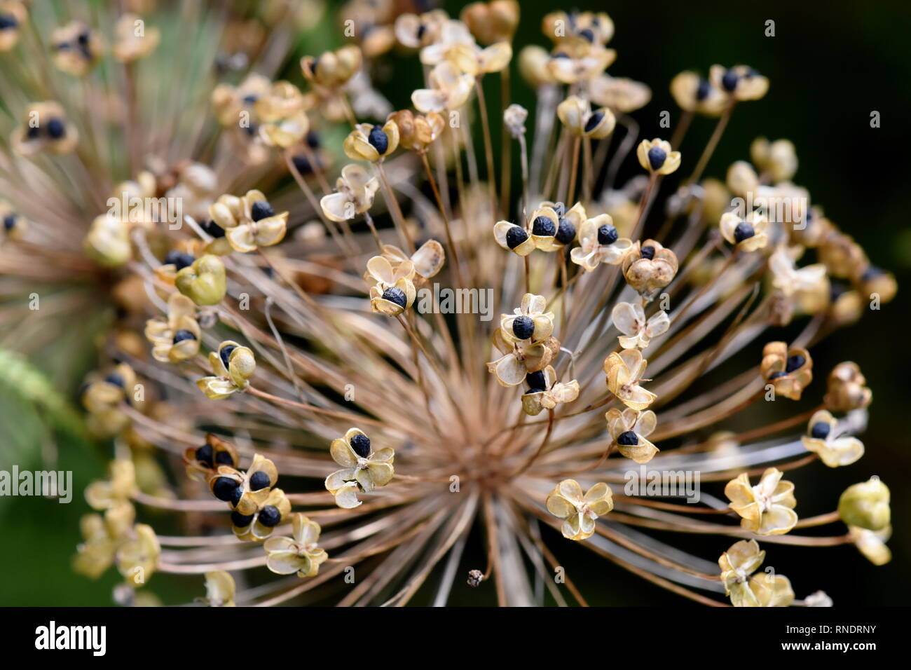 Allium seed hi-res stock photography and images - Alamy