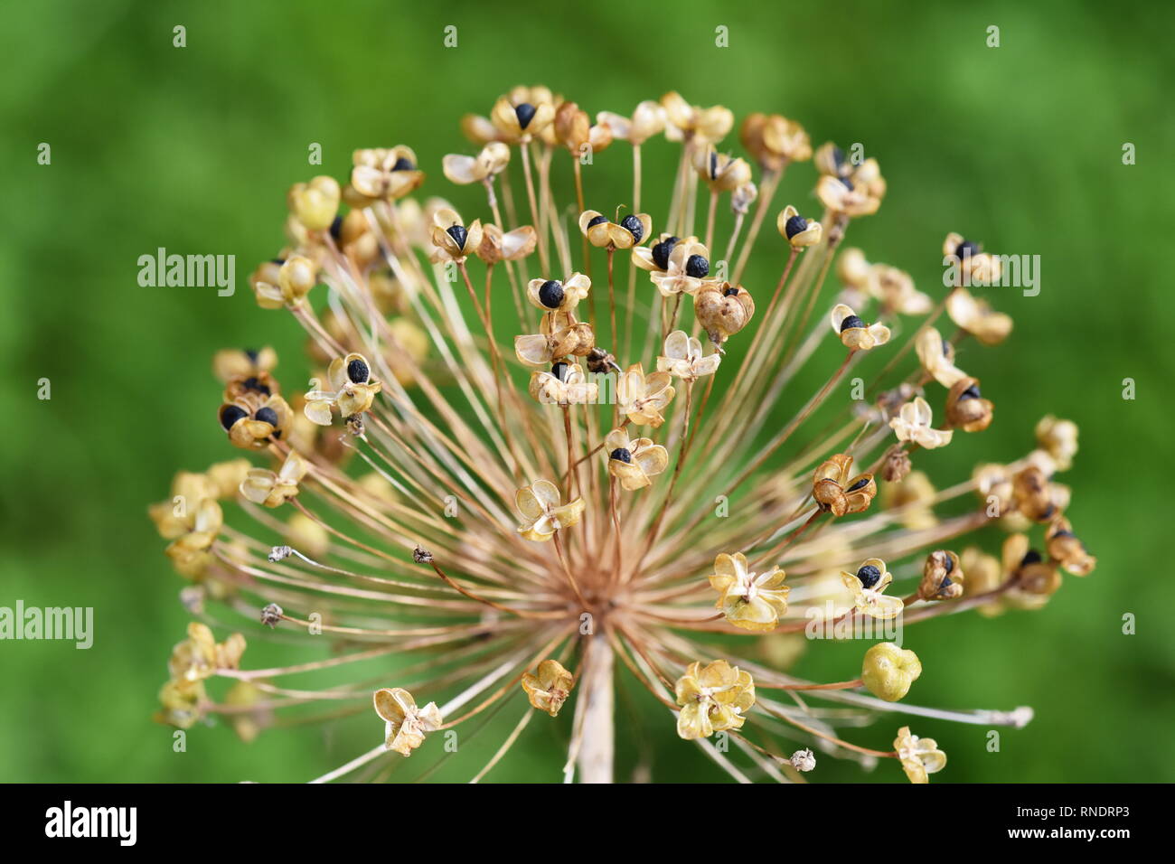Seed ball hi-res stock photography and images - Alamy