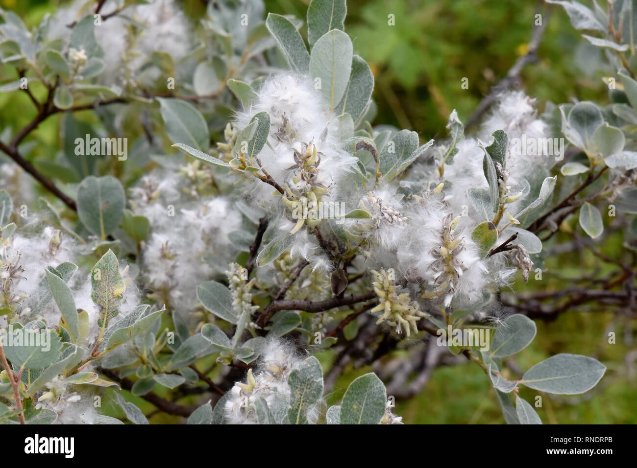 Silver willow hi-res stock photography and images - Alamy