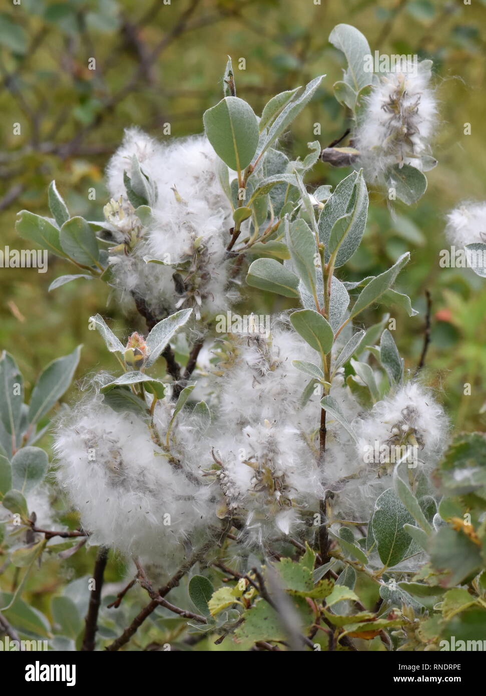 Willow fluff hi-res stock photography and images - Alamy