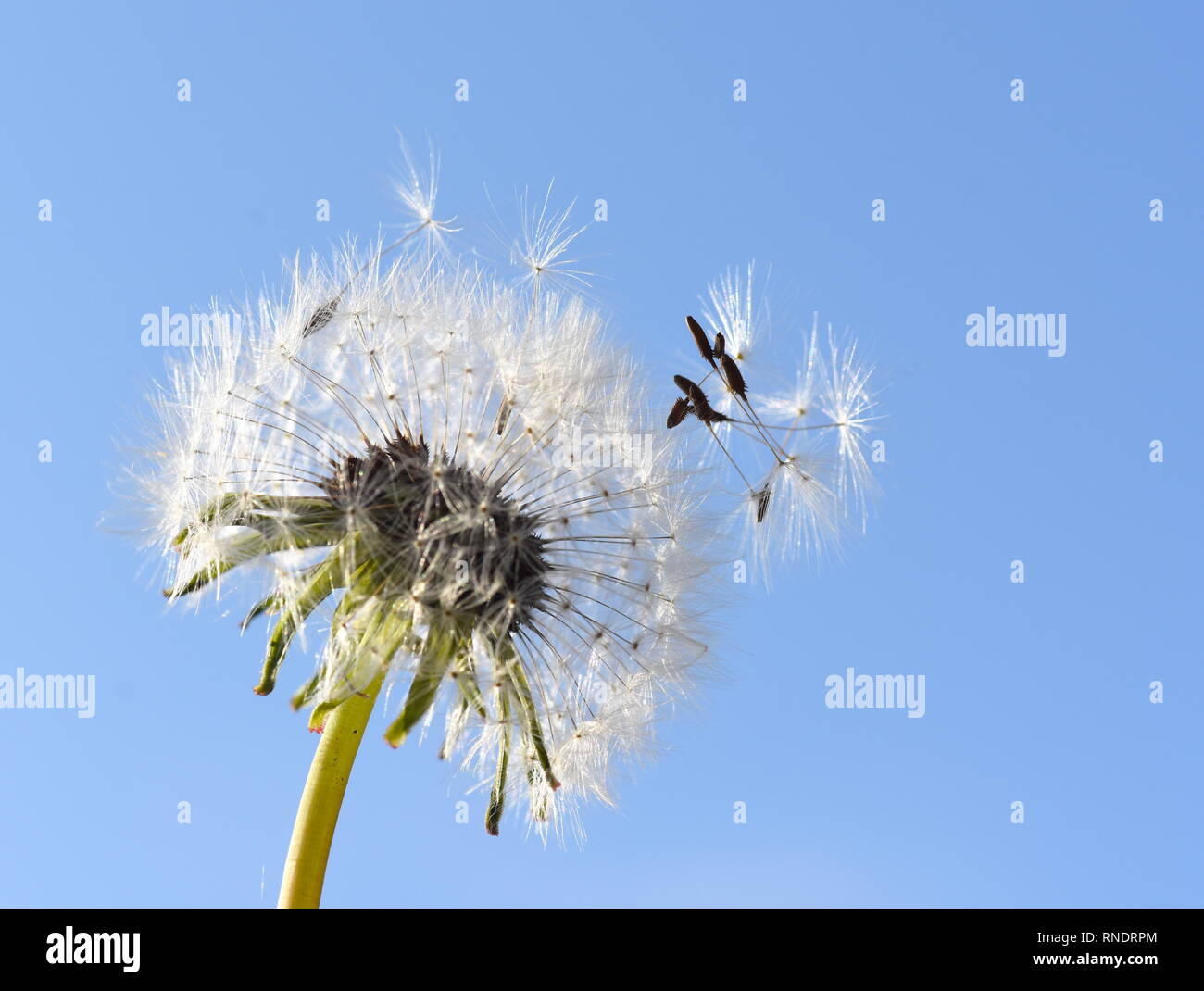 Dandelion air hi-res stock photography and images - Alamy