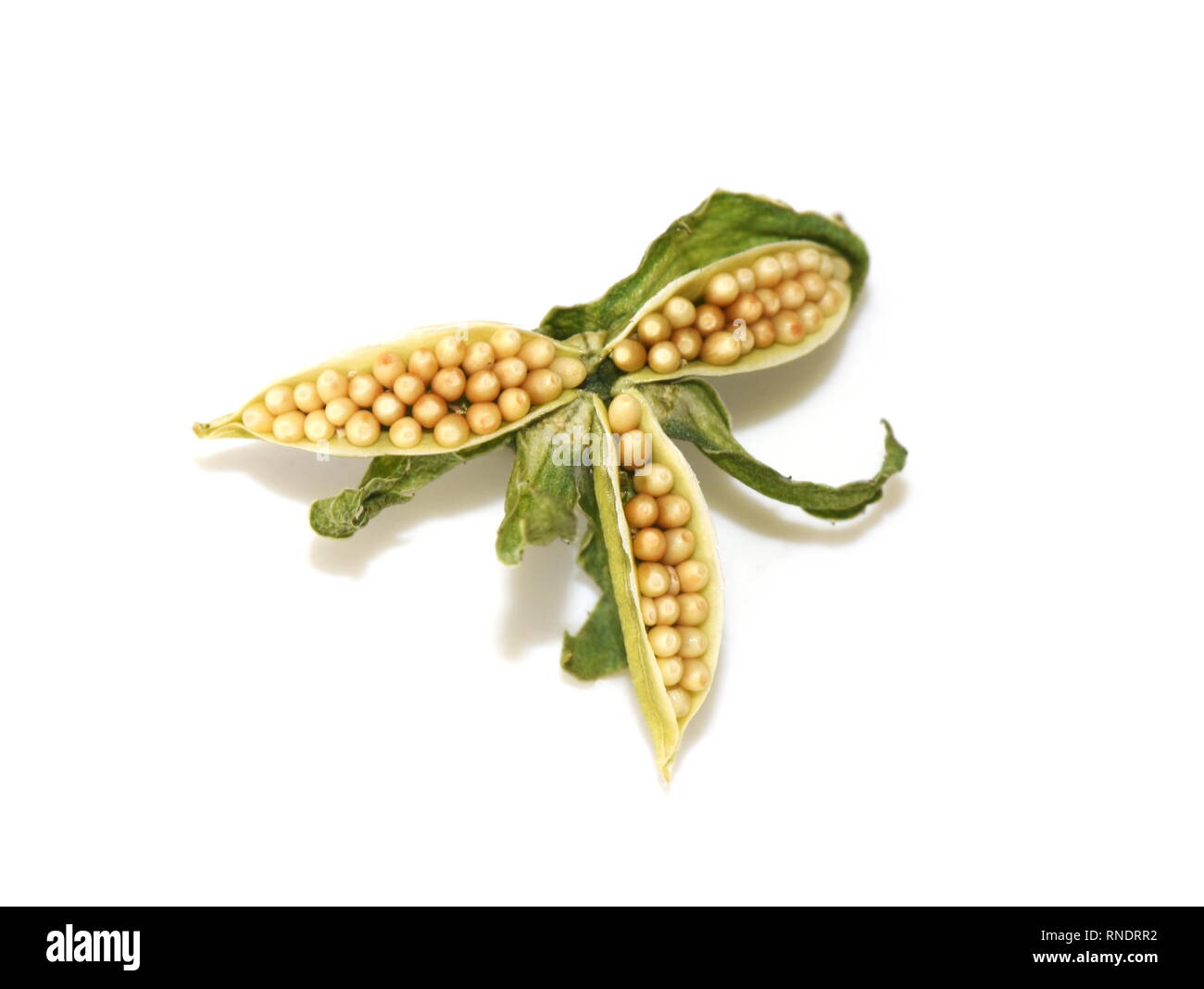 Pansy seed hi-res stock photography and images - Alamy