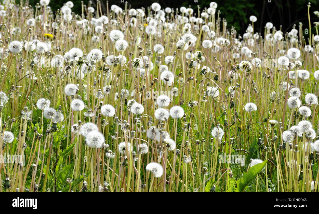 Wildflower seed dandelion hi-res stock photography and images - Alamy