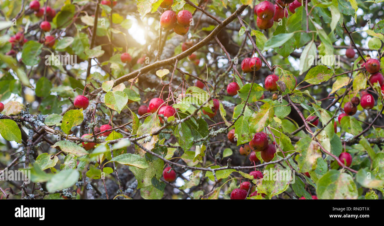Chinese Apple Stock Photos & Chinese Apple Stock Images - Alamy