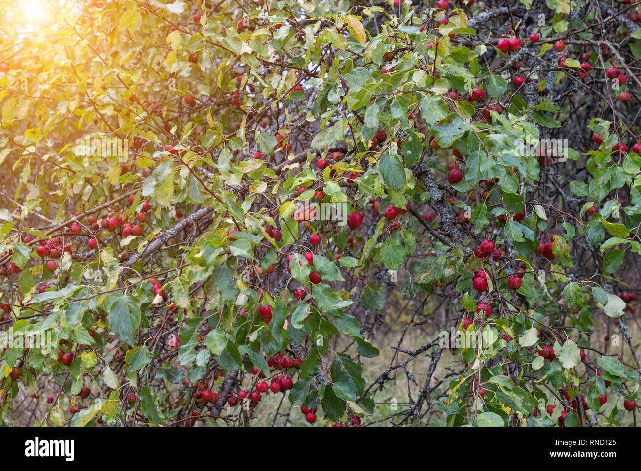 A tree in the garden with Chinese paradise apples, a Chinese tree is a ...