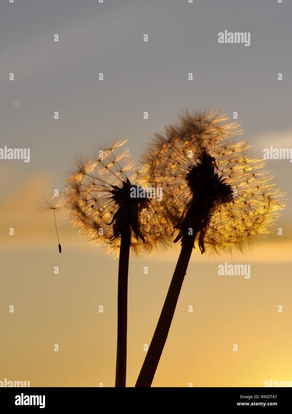 Dandelion seed dispersal hi-res stock photography and images - Alamy