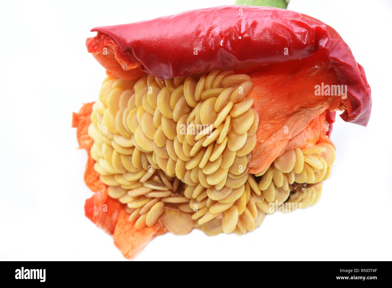 Seeds from Cut Out Stock Images & Pictures - Alamy