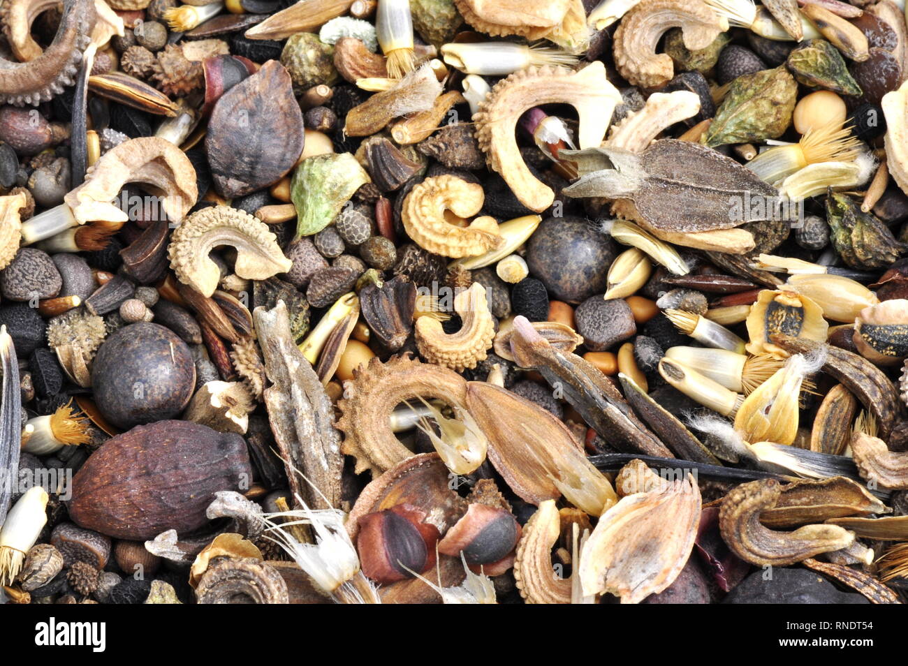 Seed collection hi-res stock photography and images - Alamy