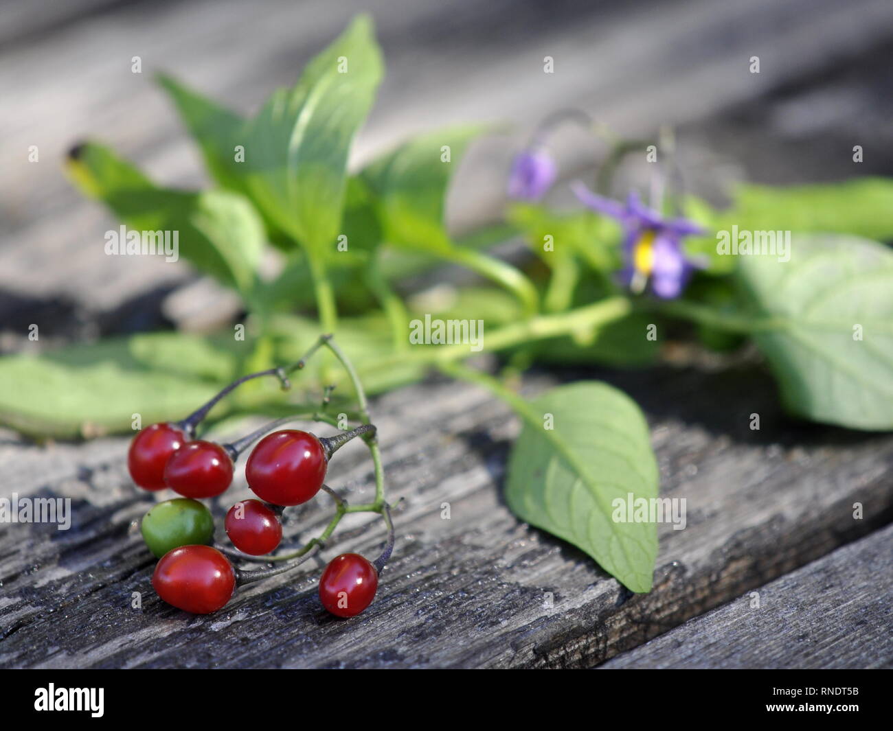 Climbing nightshade hi-res stock photography and images - Alamy