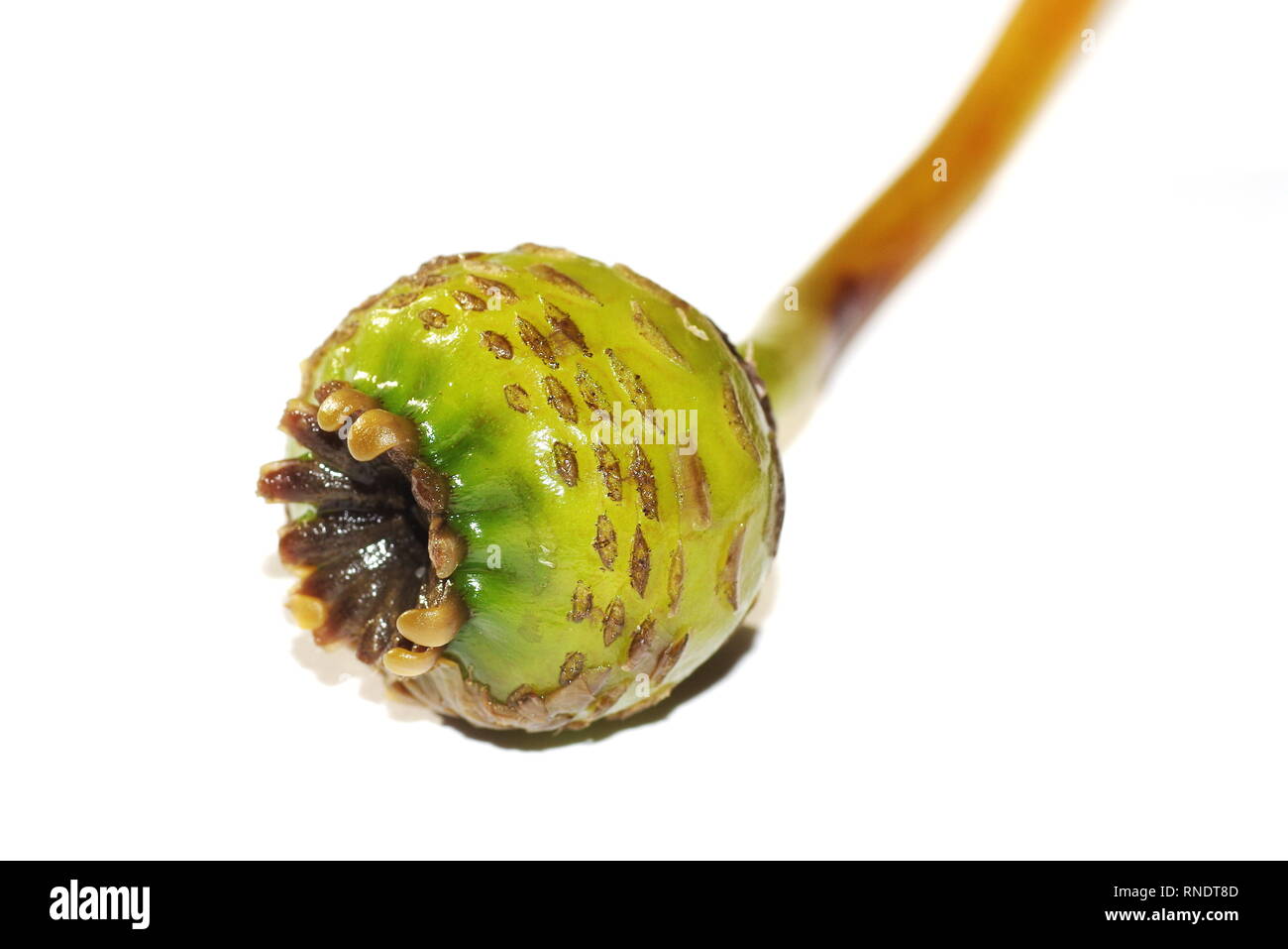 Fruit of water lily Cut Out Stock Images & Pictures - Alamy