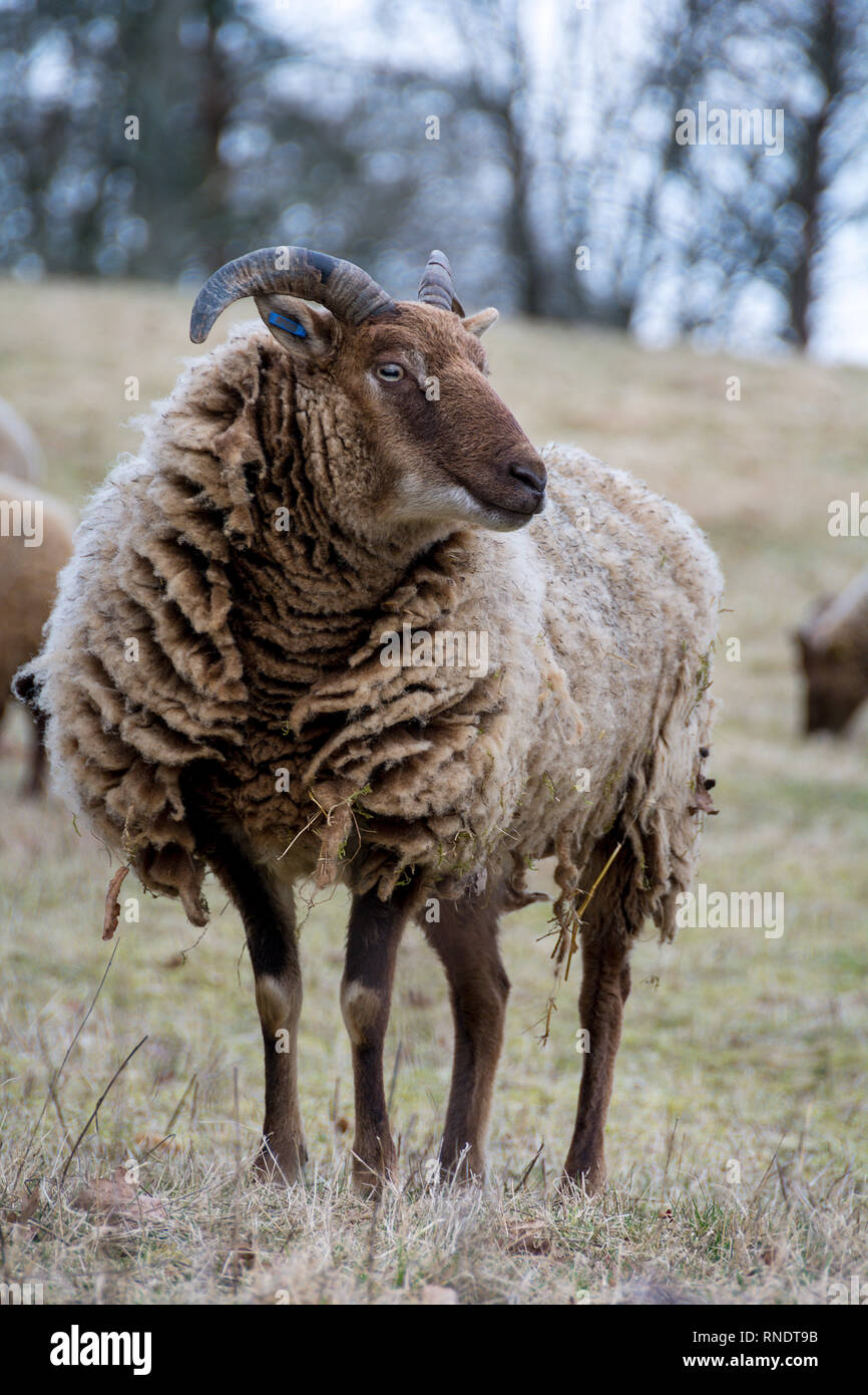 Rare Manx Loaghtan sheep grazing on grassland Stock Photo - Alamy