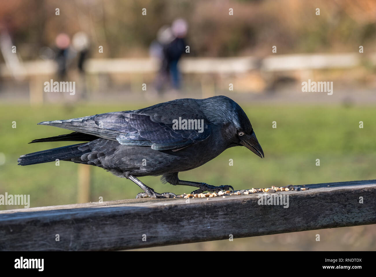 Crow eating hi-res stock photography and images - Alamy