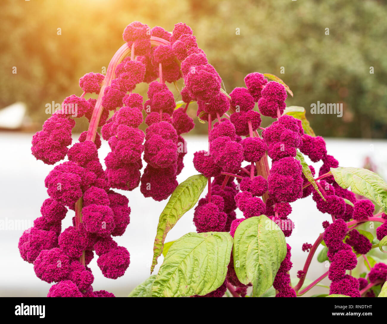 flower and plant red big amaranth, close-up, botanical, blossom and sun ...