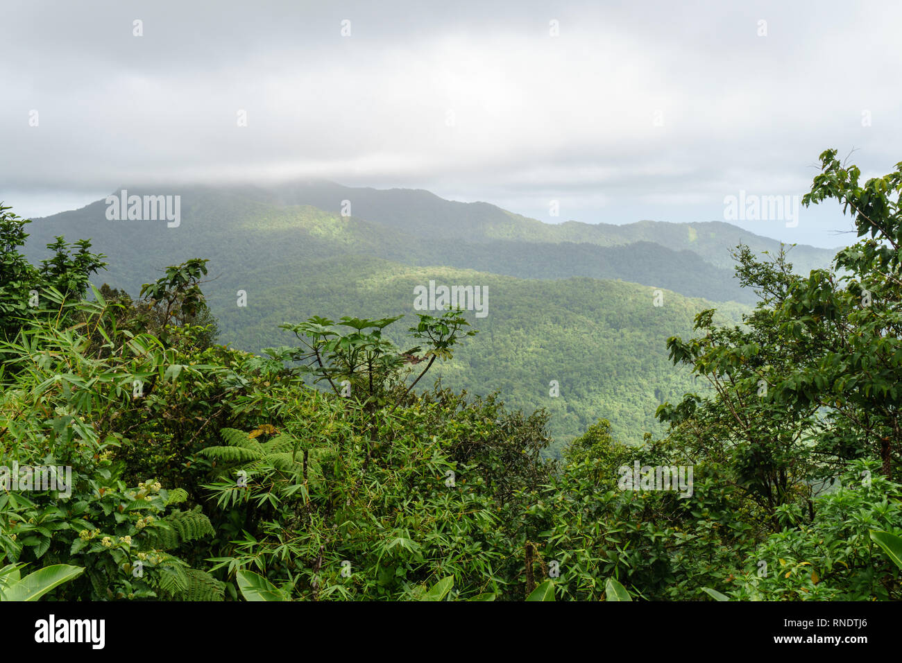 Balata Tree High Resolution Stock Photography and Images - Alamy