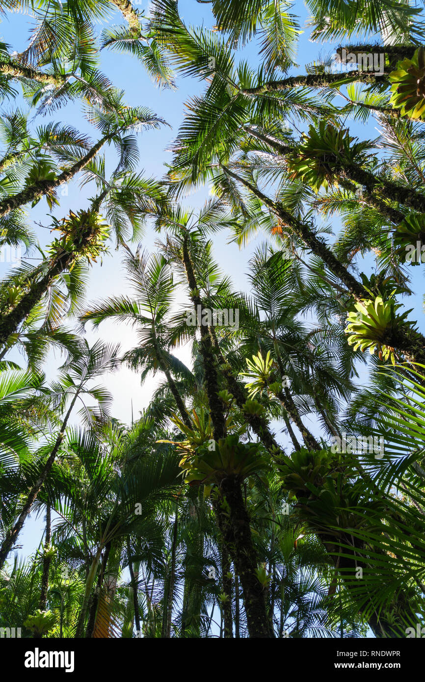 Martinique tree hi-res stock photography and images - Alamy