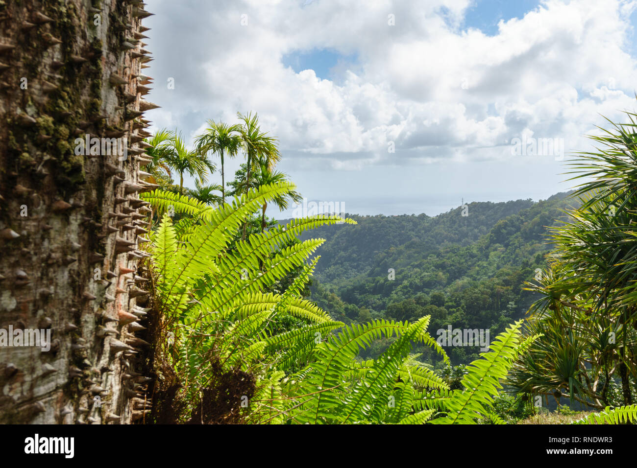 Martinique island nature Stock Photo - Alamy
