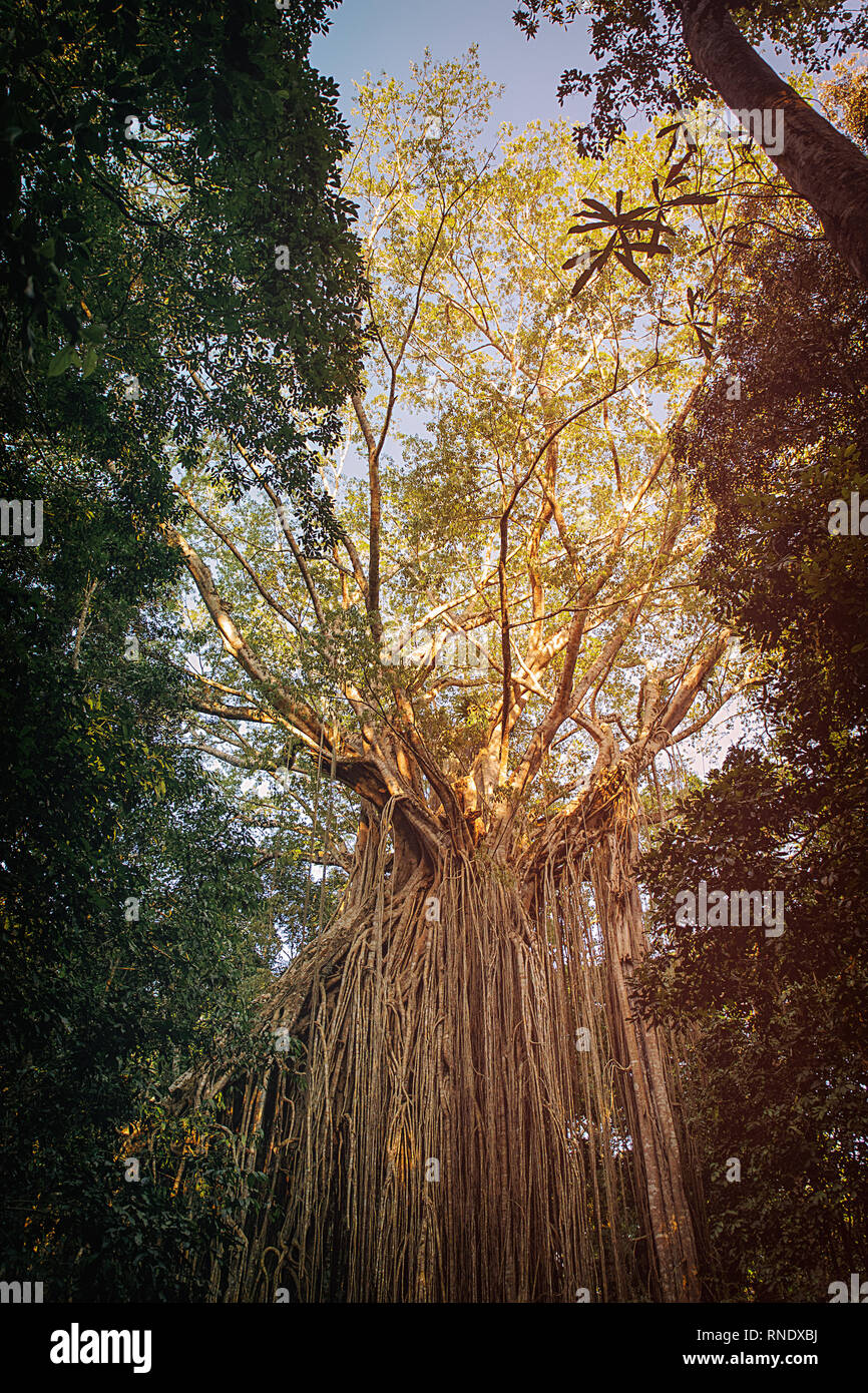 curtain fig tree IV Stock Photo - Alamy