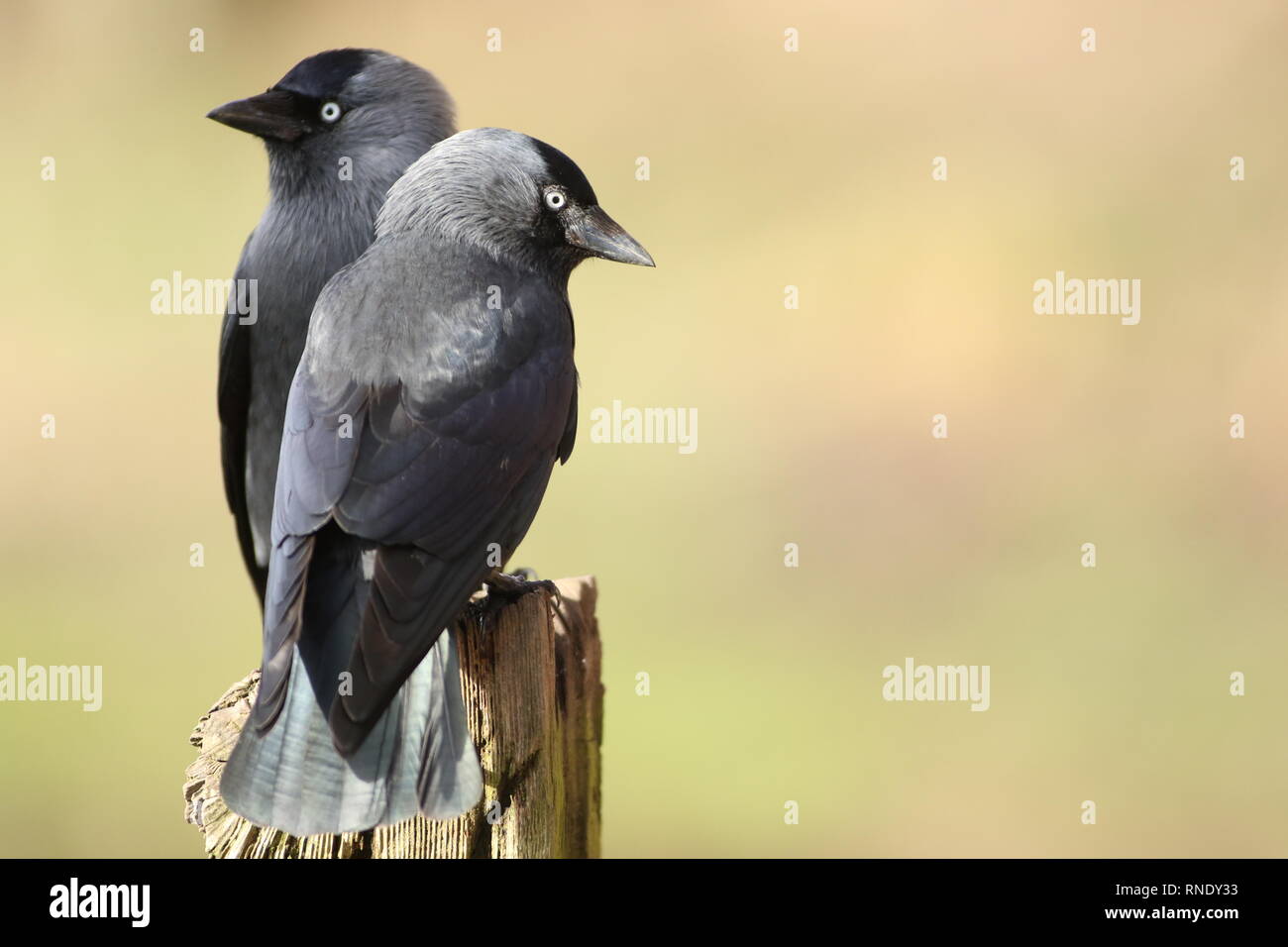 Jackdaws uk hi-res stock photography and images - Alamy