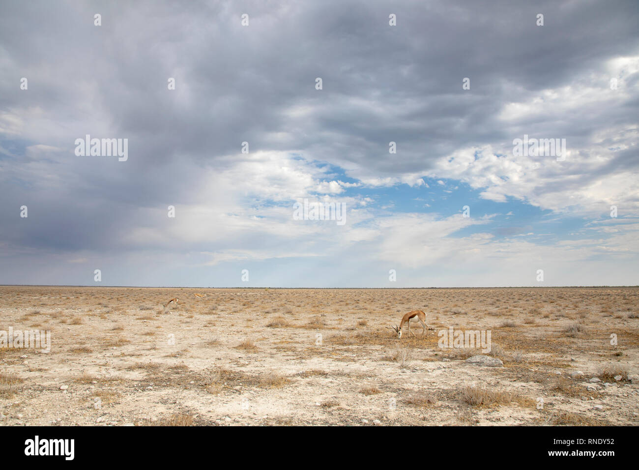 African springbok antidorcas marsupialis hi-res stock photography and ...