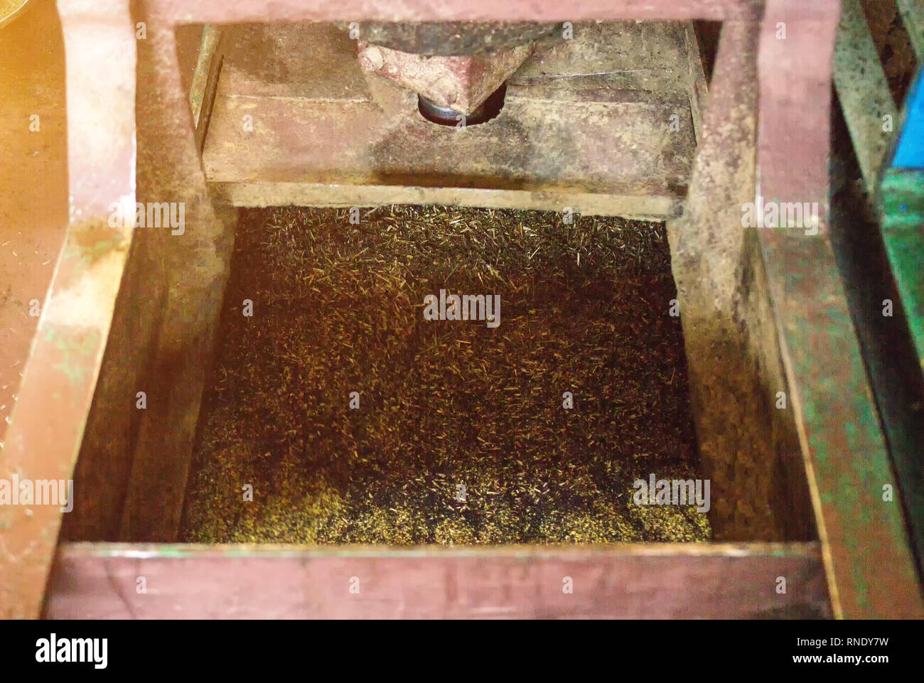 Production for the processing of rapeseed oilseeds and the production ...