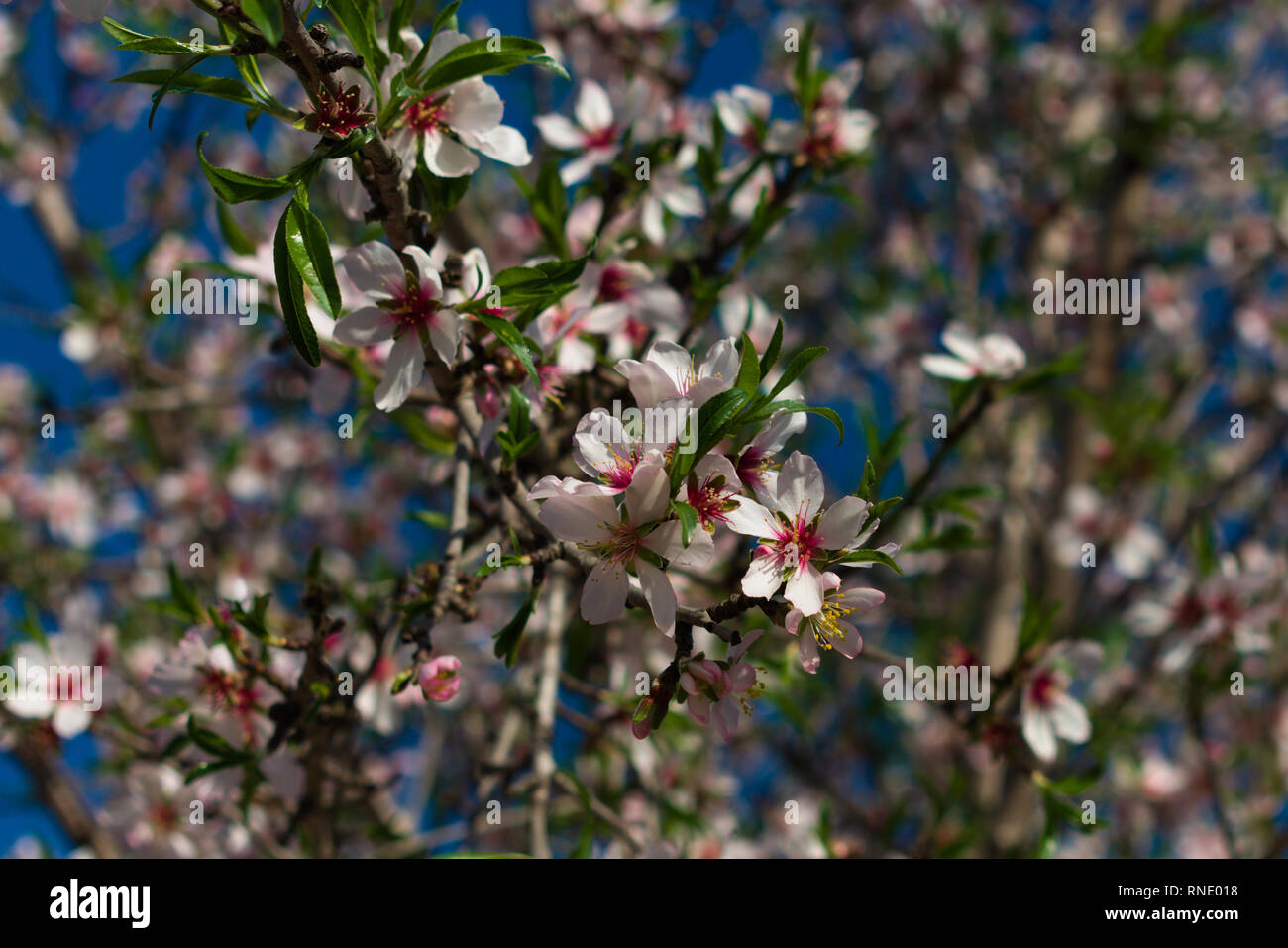 Almond wallpaper hi-res stock photography and images - Alamy