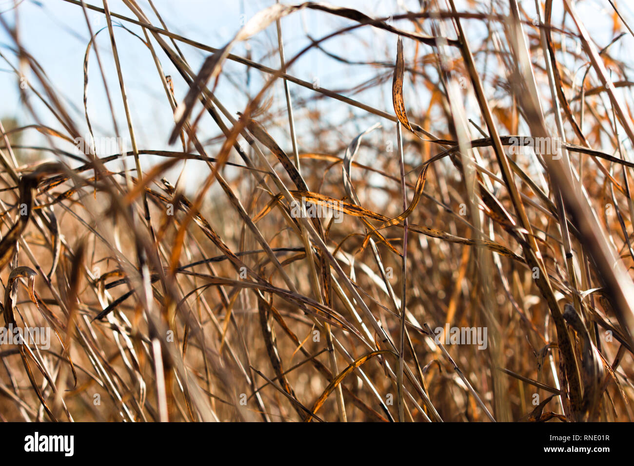 Farm out hi-res stock photography and images - Alamy